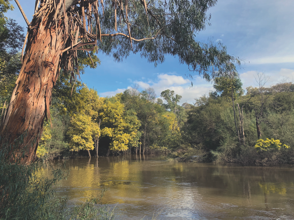 HEALING COUNTRY | NETS Victoria